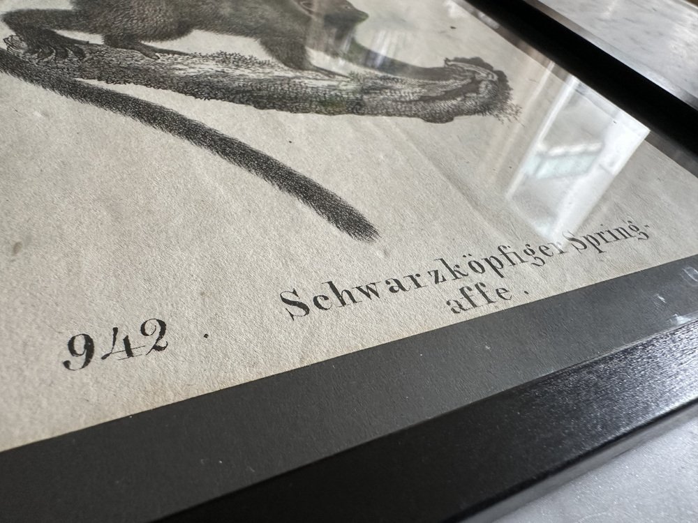 Monkey, 1831-35, Original Lithograph for sale at Pamono