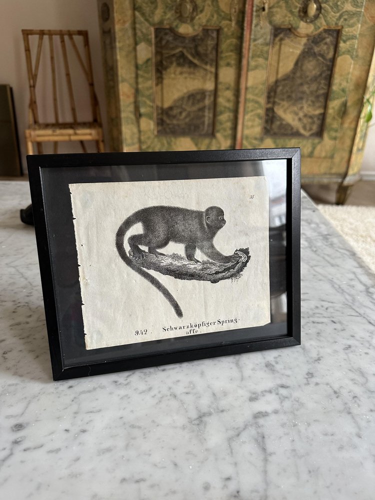 Monkey, 1831-35, Original Lithograph for sale at Pamono