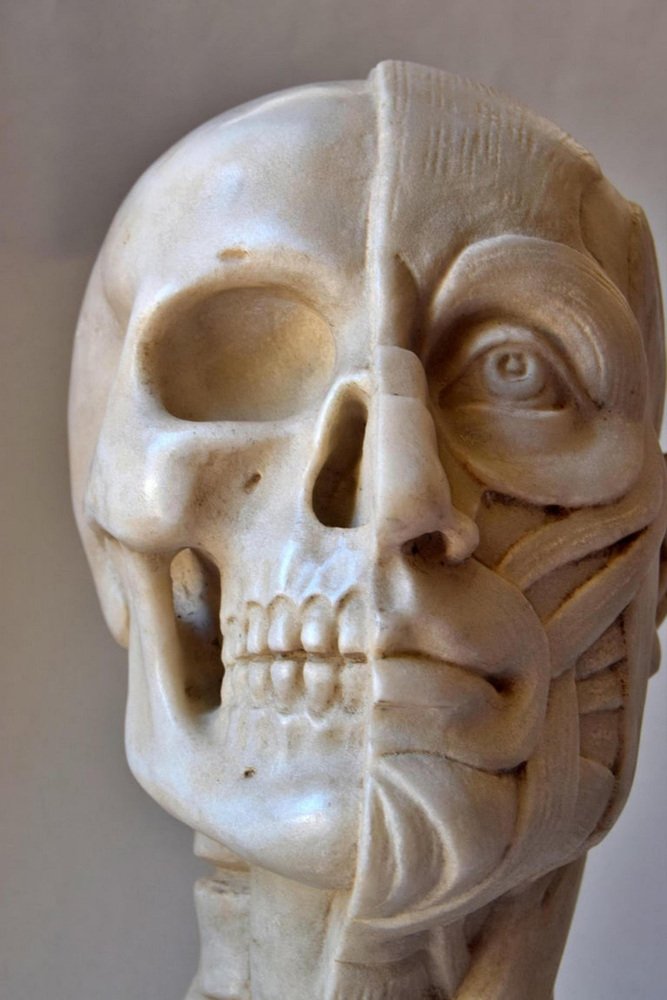 Anatomical Sculpture, Early 20th Century, Marble for sale at Pamono