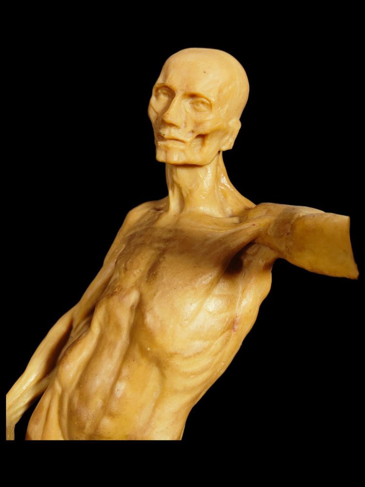 Anatomical Wax Model, 18th Century for sale at Pamono