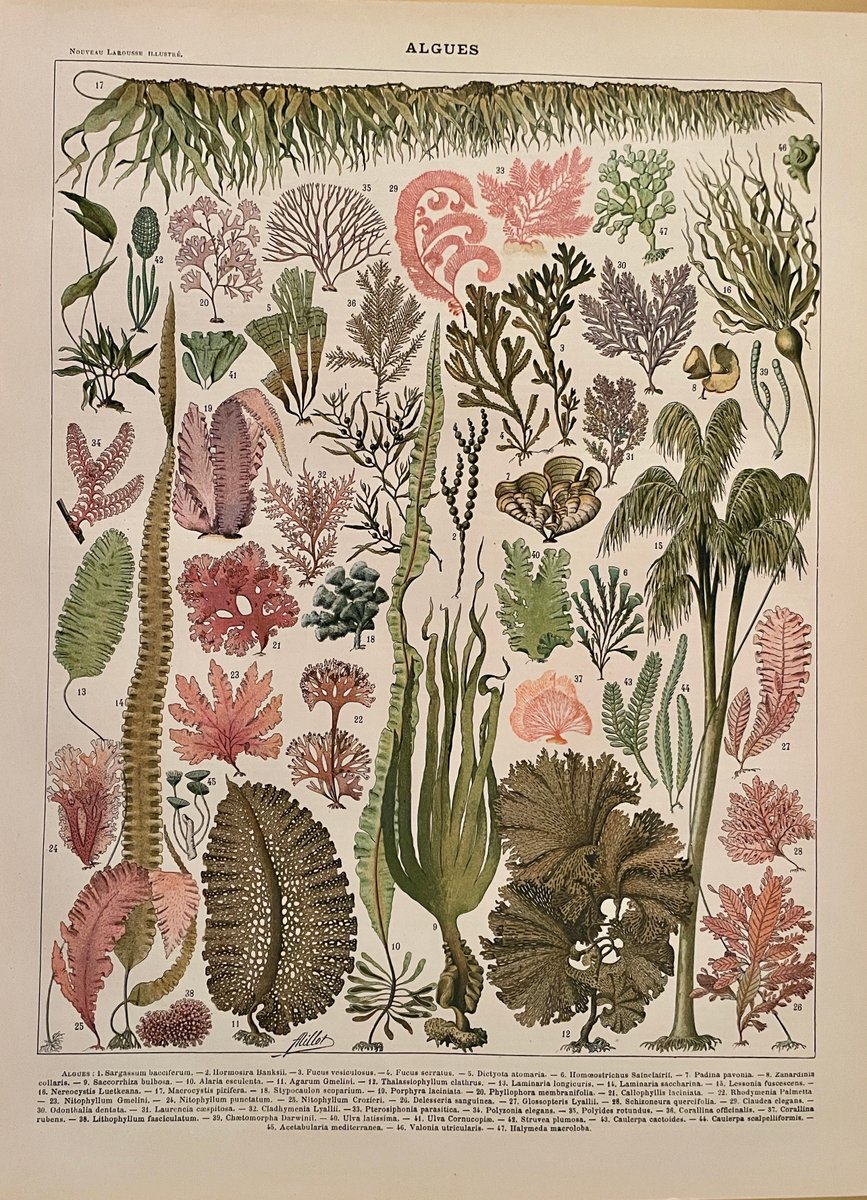 Adolphe Millot, Seaweed, 1900, Lithograph Engraving for sale at Pamono