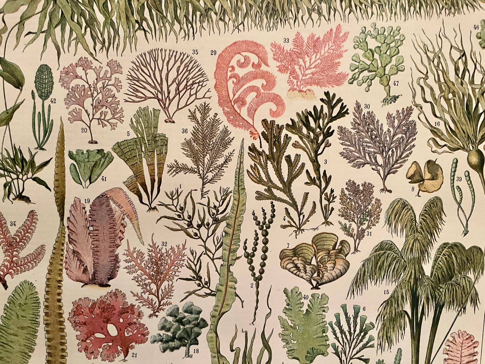 Adolphe Millot, Seaweed, 1900, Lithograph Engraving for sale at Pamono