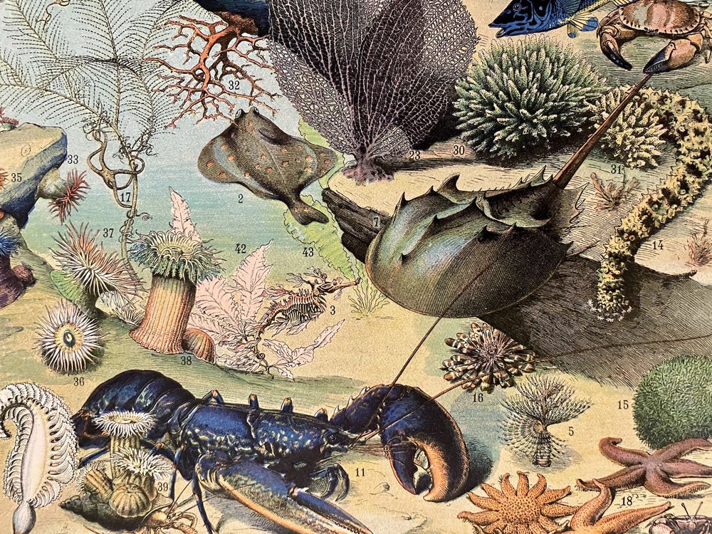 Adolphe Millot, Ocean Surface, 1900, Lithographic Engraving for sale at ...