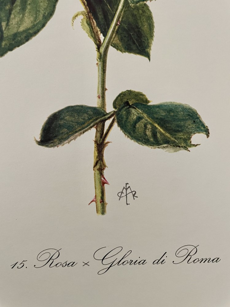 Madeleine Rollinat, Rose (Gloria di Roma), 1960, Watercolor for sale at ...