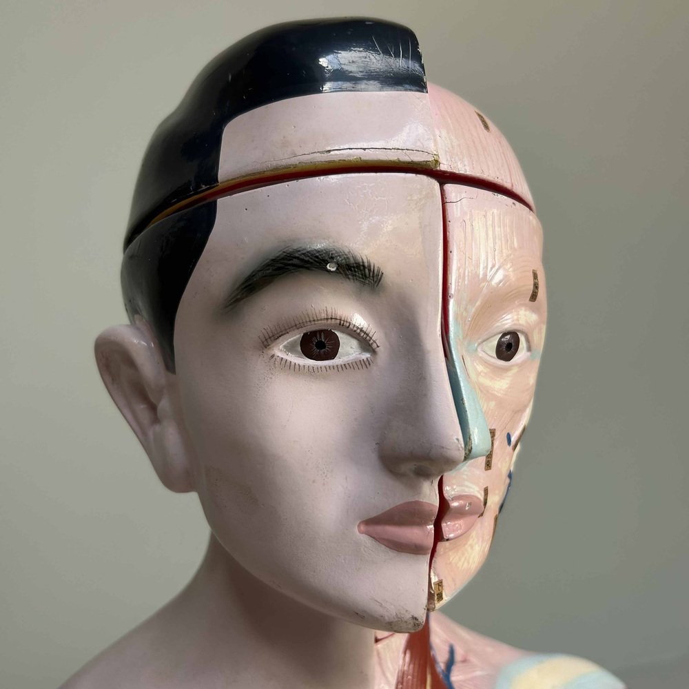 Japanese Anatomical Model Nakamura, 1970s for sale at Pamono