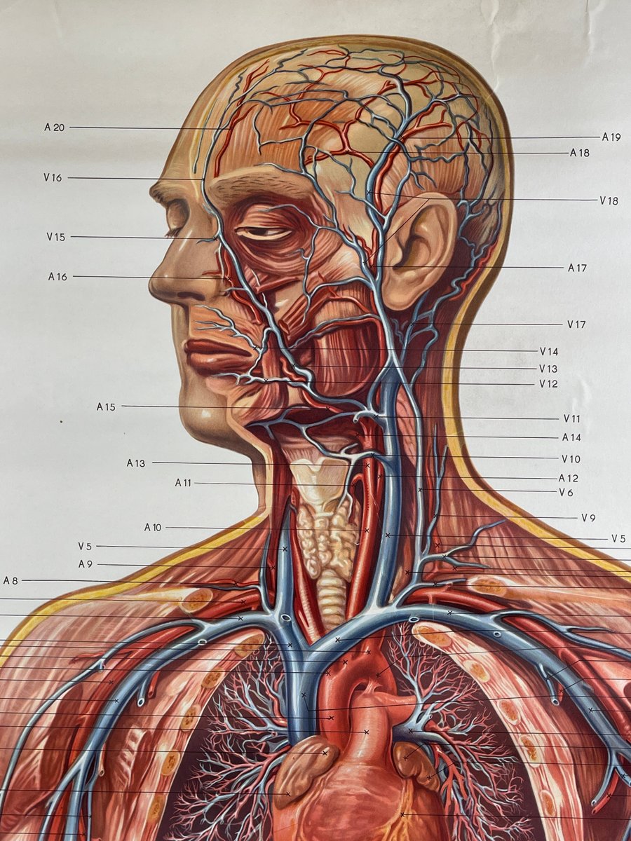 Vintage Anatomic School Poster the Blood System from Deutsches Hygiene ...