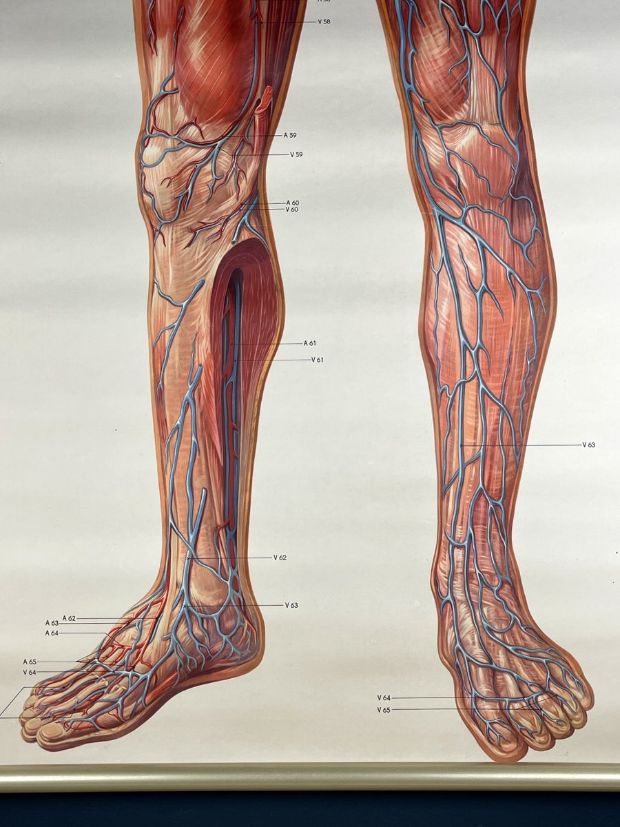 Vintage Anatomic School Poster the Blood System from Deutsches Hygiene Museum Dresden GDR (East ...
