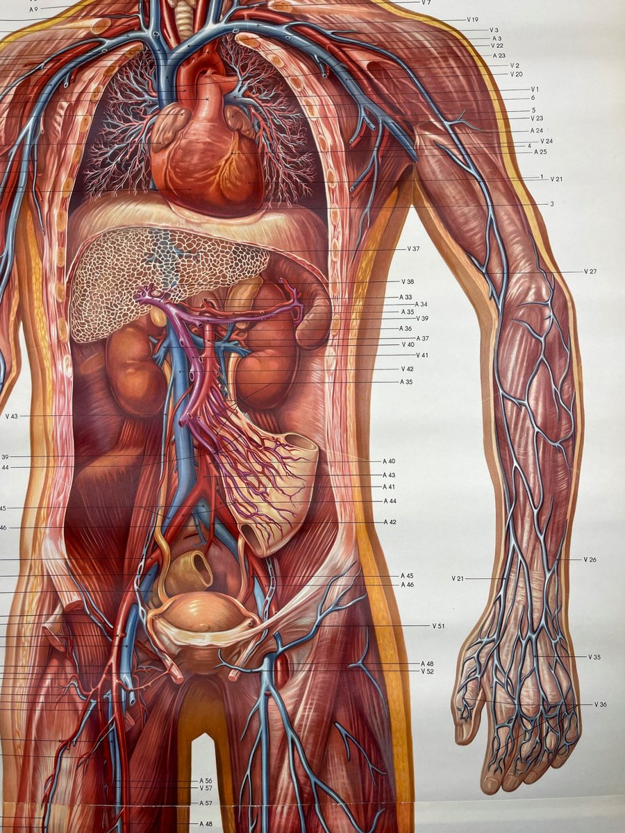 Vintage Anatomic School Poster the Blood System from Deutsches Hygiene Museum Dresden GDR (East ...