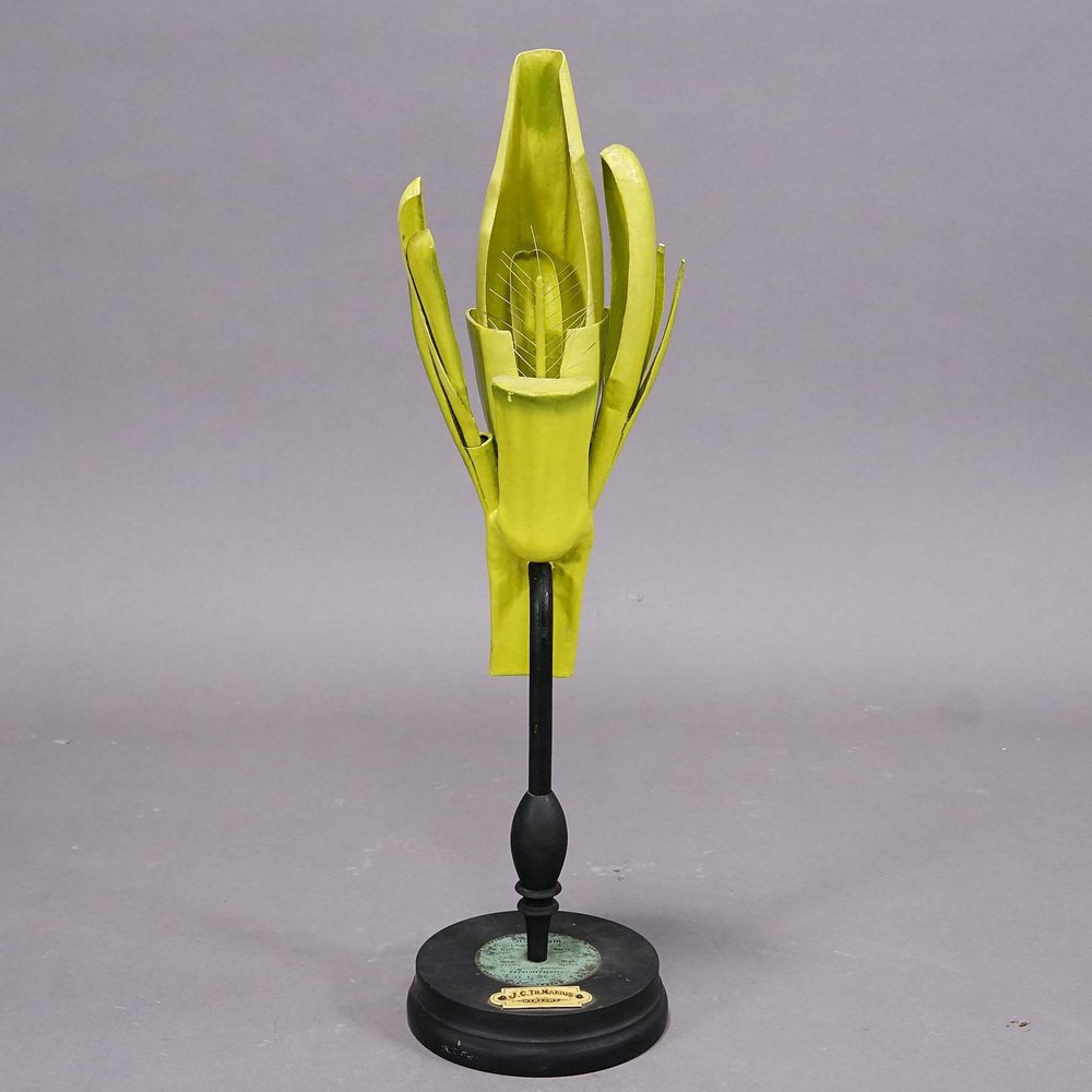 19th Century Botanic Model Barley attributed to Robert Brendel, 1890s ...