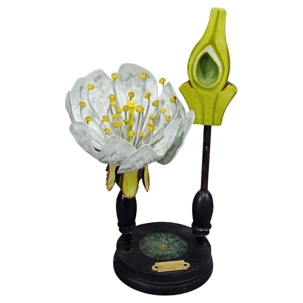 19th Century Botanic Model Cherry Blossom attributed to Robert Brendel ...