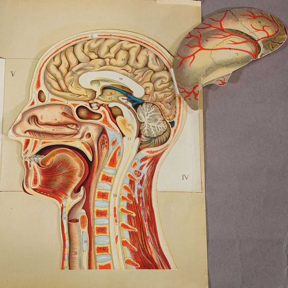Foldable Anatomical Brochure Depicting the Human Head, 1890s for sale ...