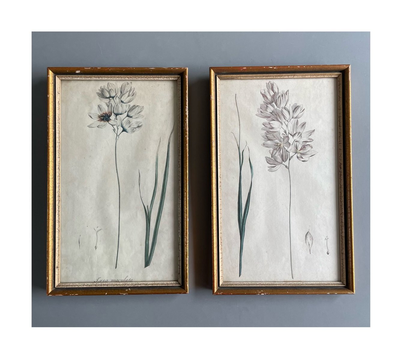 Botanical Drawings, Prints, Early 20th Century, Set of 2 for sale at Pamono