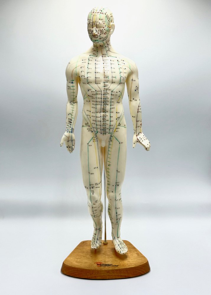 Vintage Vinyl Meridian Model from Newgen Medicals, 1970 for sale at Pamono