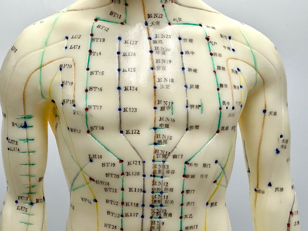 Vintage Vinyl Meridian Model from Newgen Medicals, 1970 for sale at Pamono