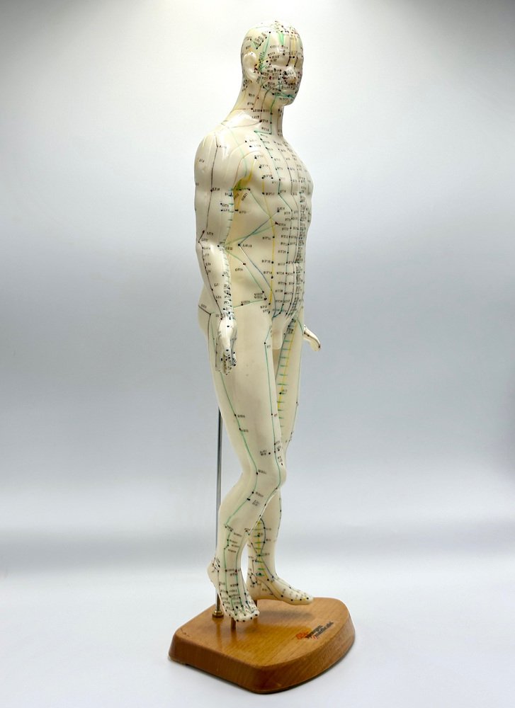 Vintage Vinyl Meridian Model from Newgen Medicals, 1970 for sale at Pamono