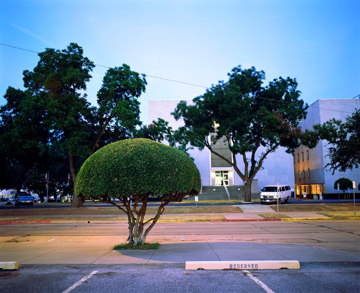 Samuel Hicks, Tree, 2000s, Chromogenic Print for sale at Pamono