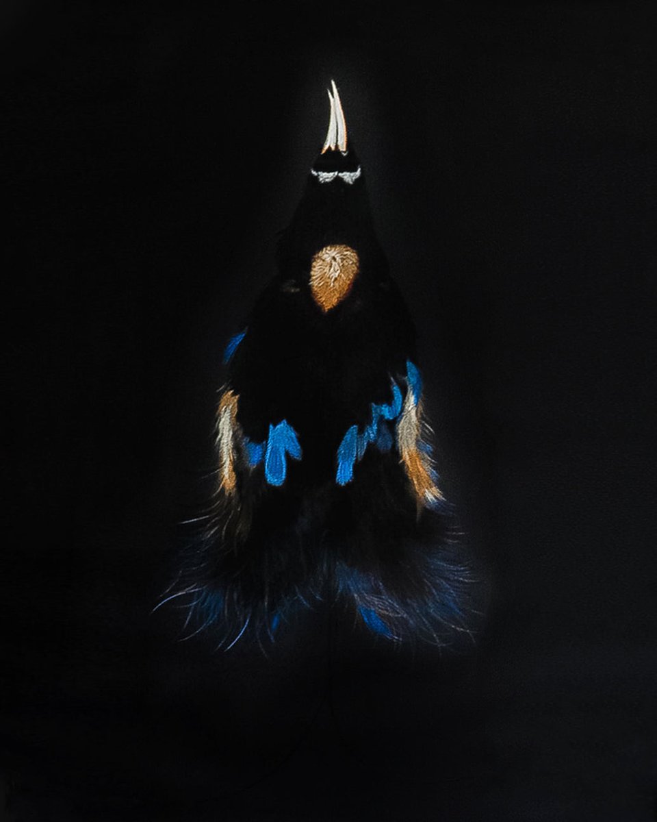 Roos Holleman, Prince Rudolph's Bird of Paradise, Pastel on Black Paper ...