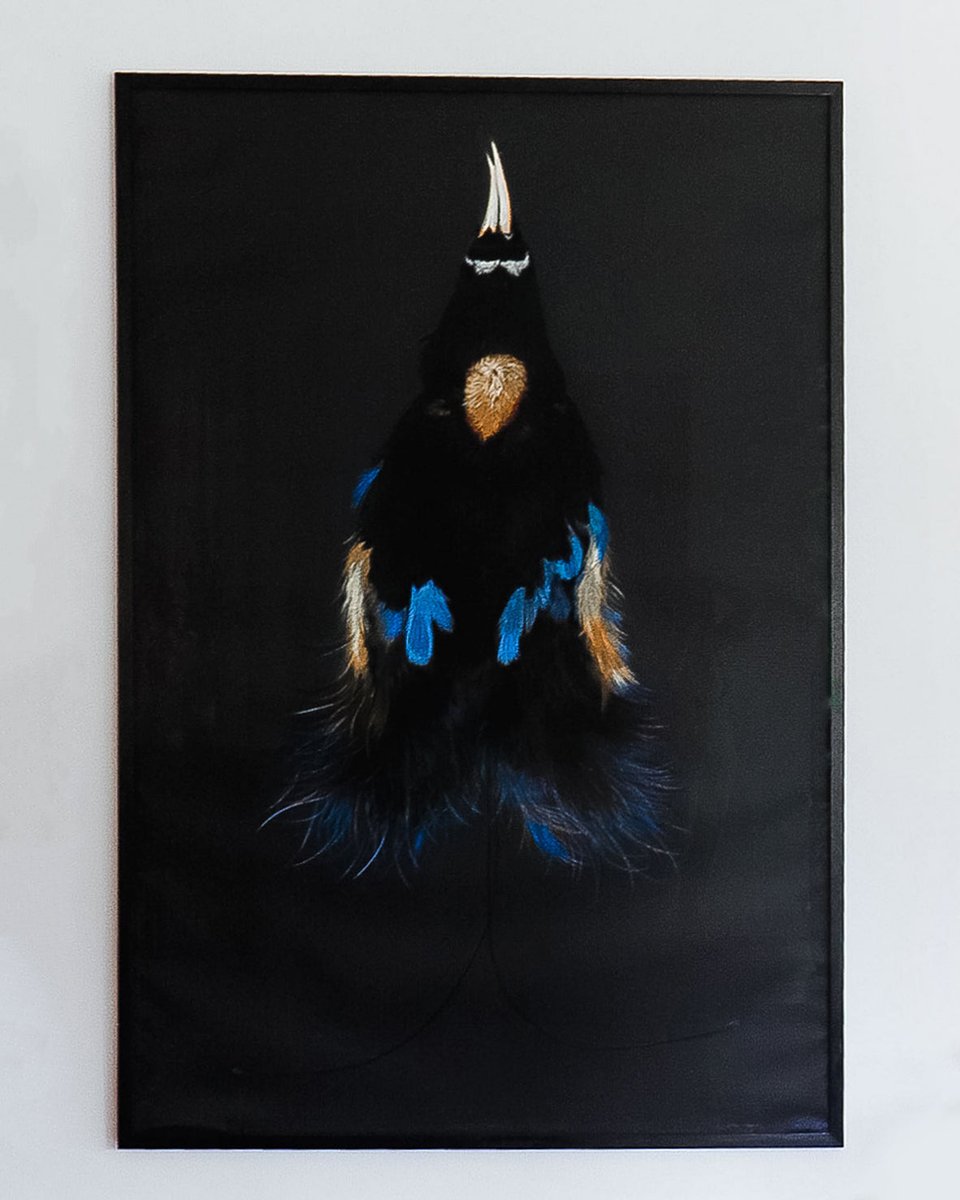 Roos Holleman, Prince Rudolph's Bird of Paradise, Pastel on Black Paper ...