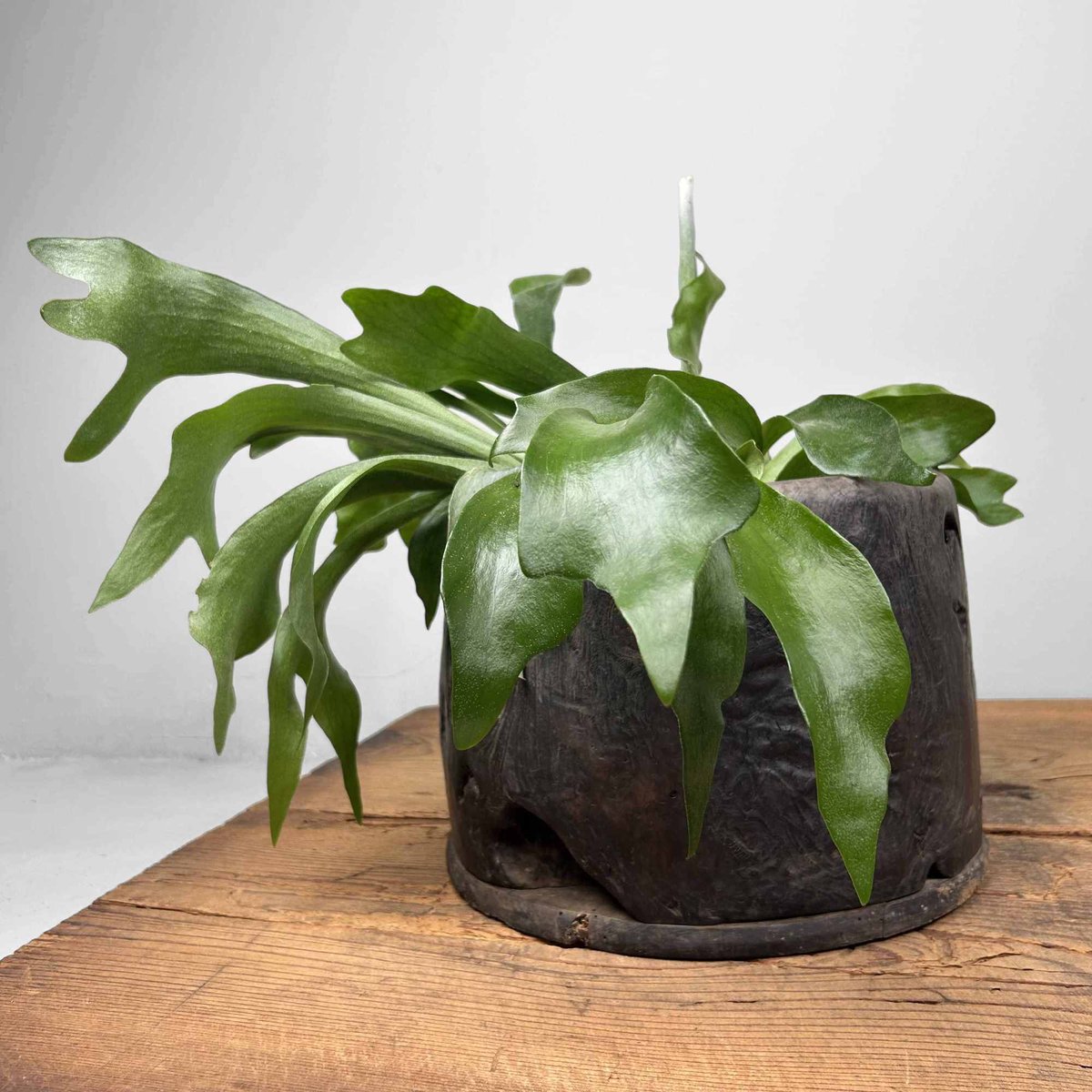 Antique Japanese Hibachi / Fire Pot for sale at Pamono