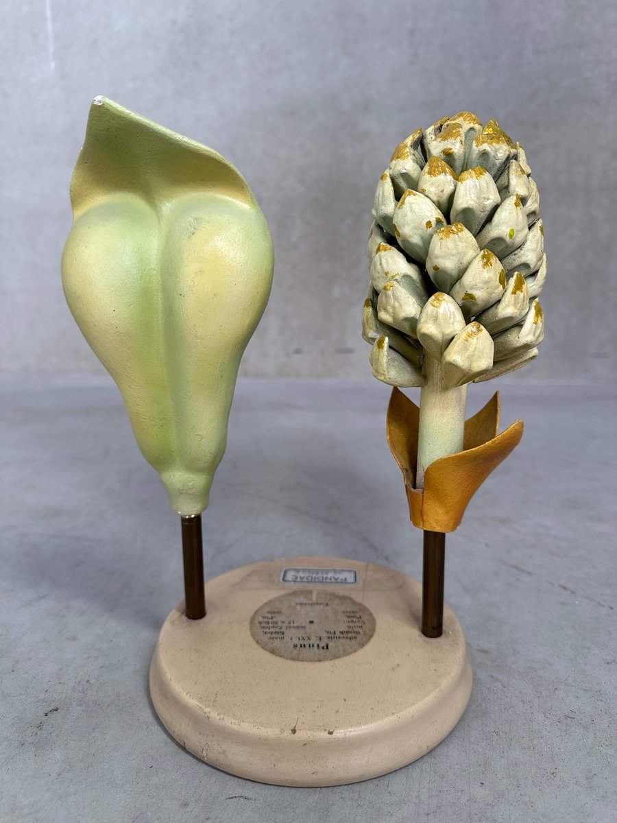 Botanical Model by Brendel for sale at Pamono