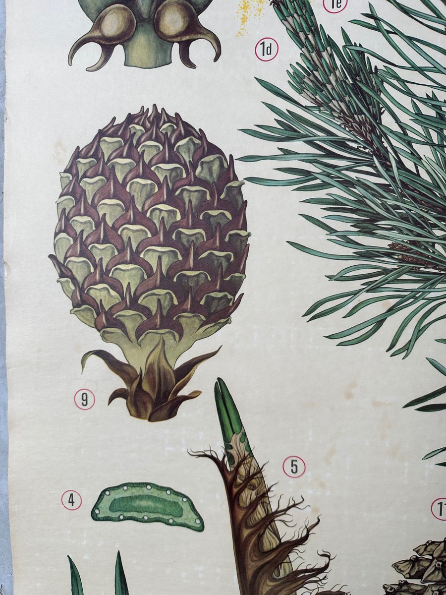 Vintage Linen School Map the Scots Pine for sale at Pamono