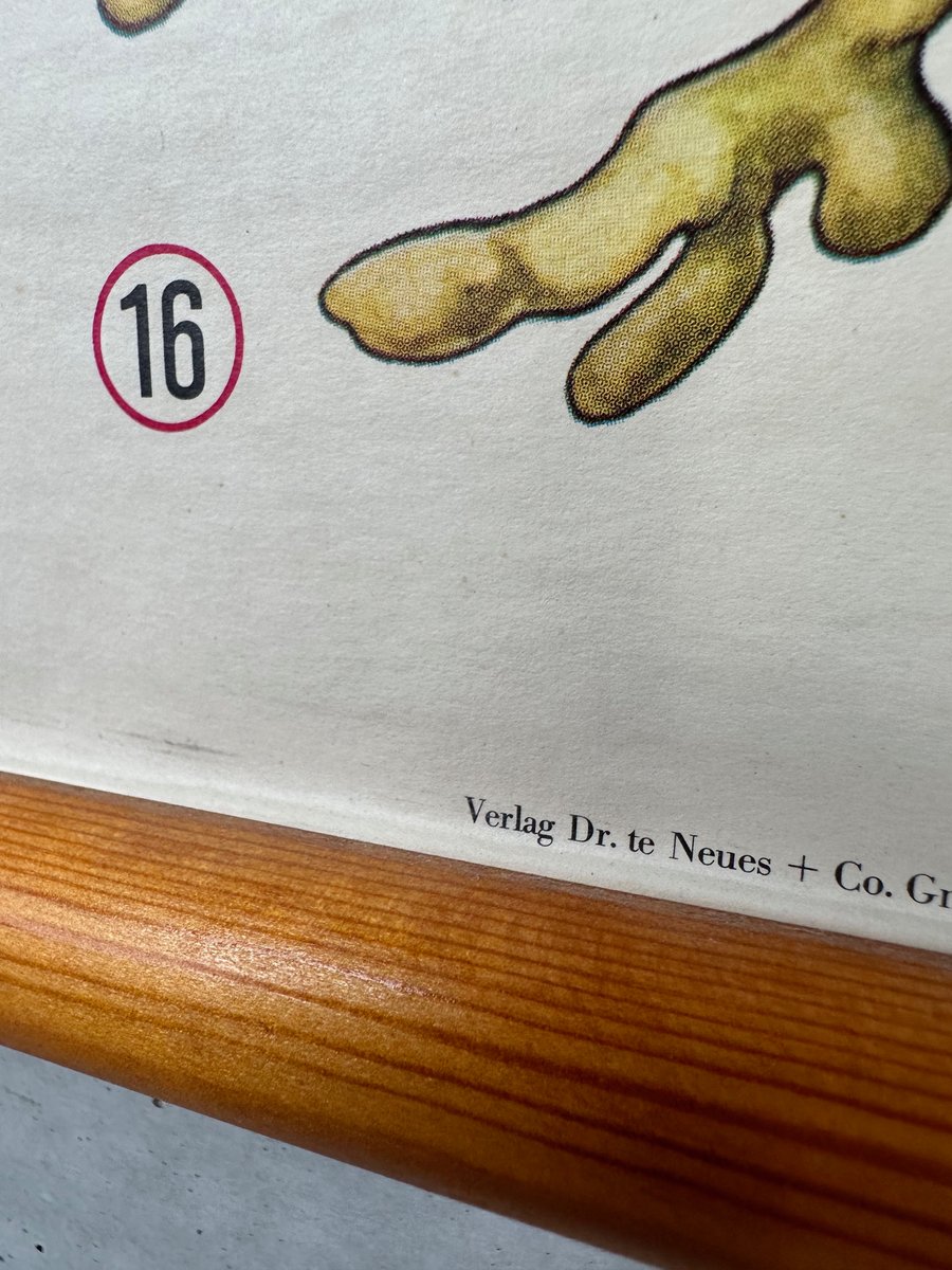 Vintage Linen School Map the Scots Pine for sale at Pamono