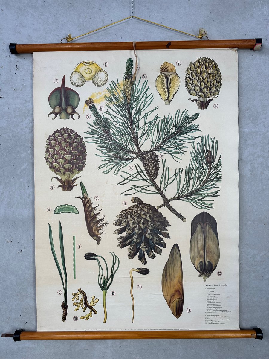 Vintage Linen School Map the Scots Pine for sale at Pamono