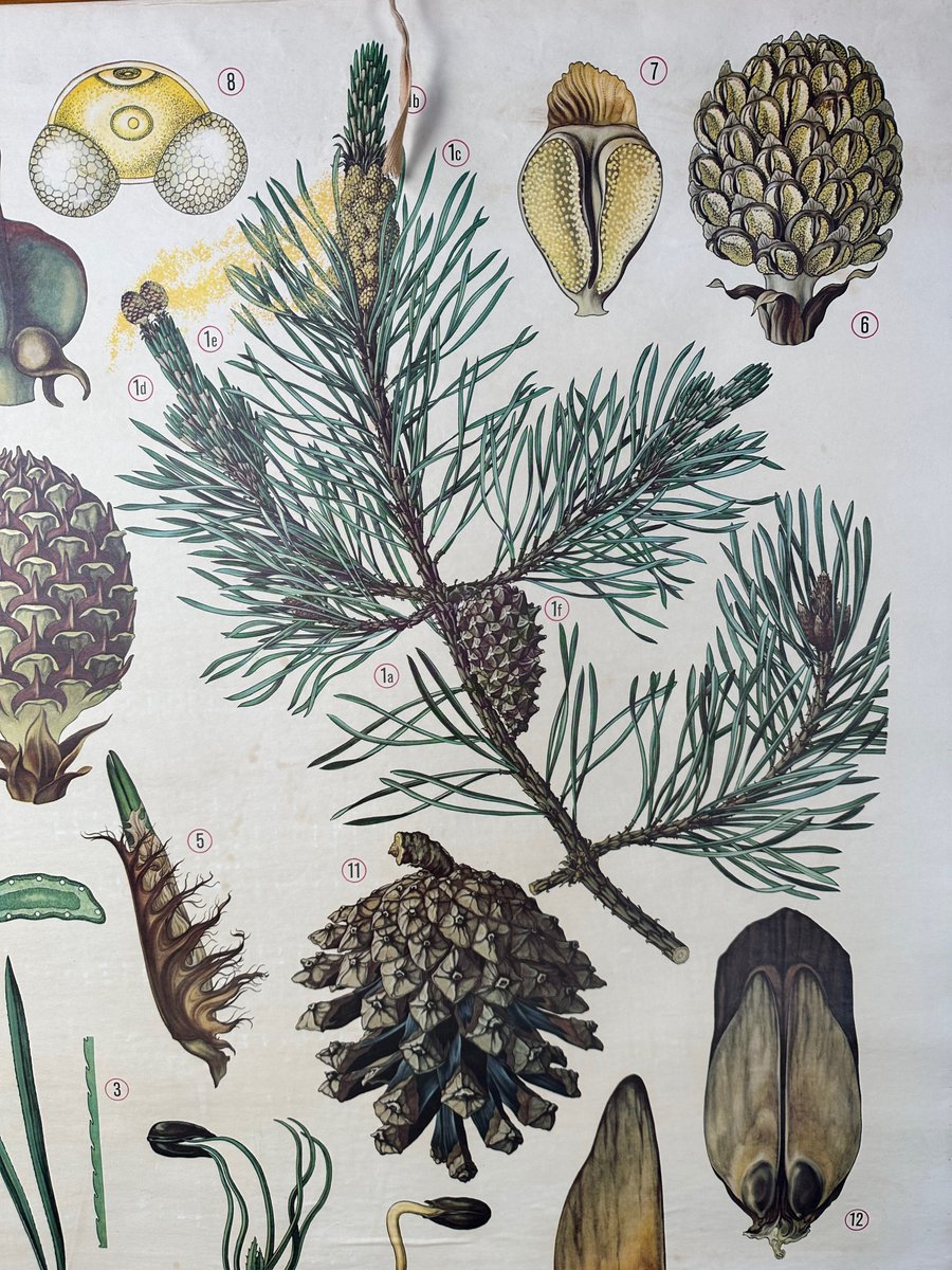 Vintage Linen School Map the Scots Pine for sale at Pamono