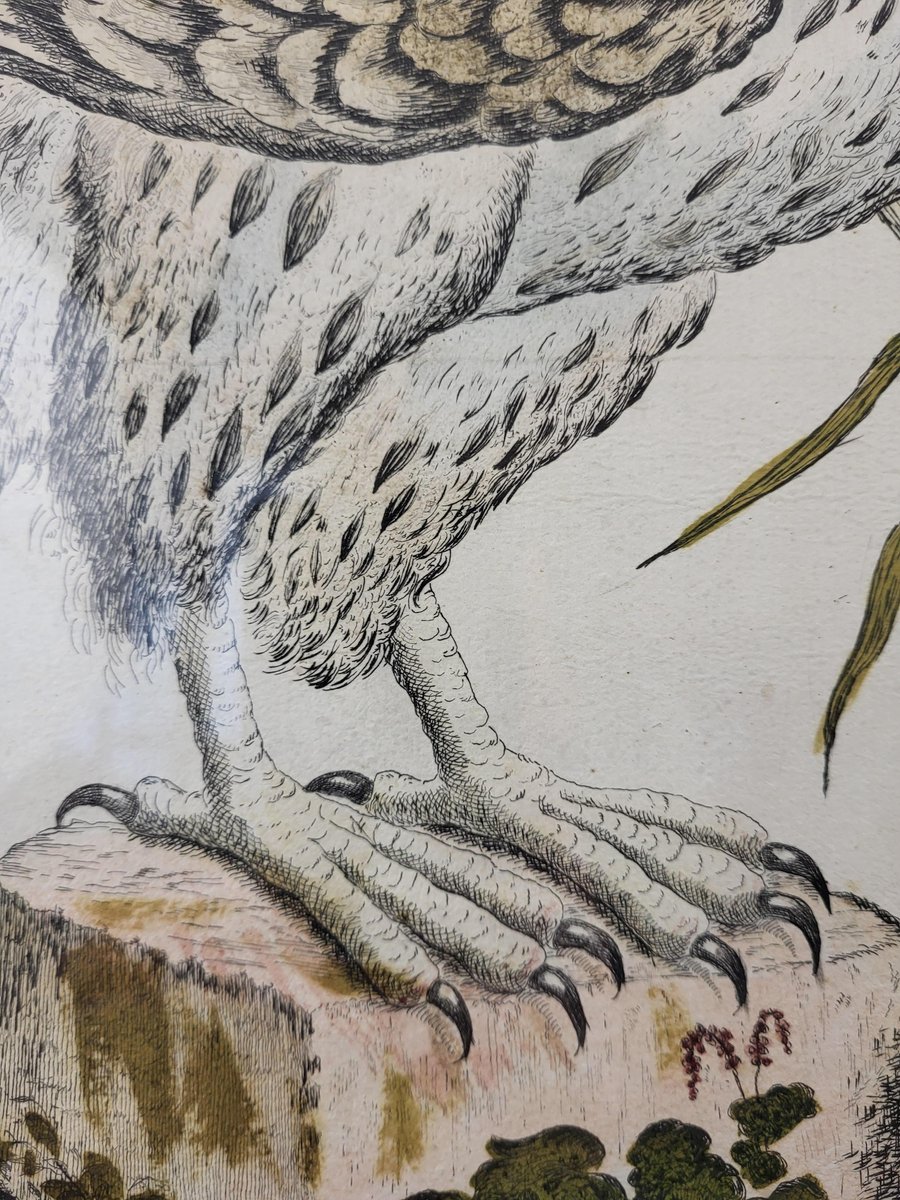 Magdalena Bouchard, Falcon, 18th Century, Engraving for sale at Pamono