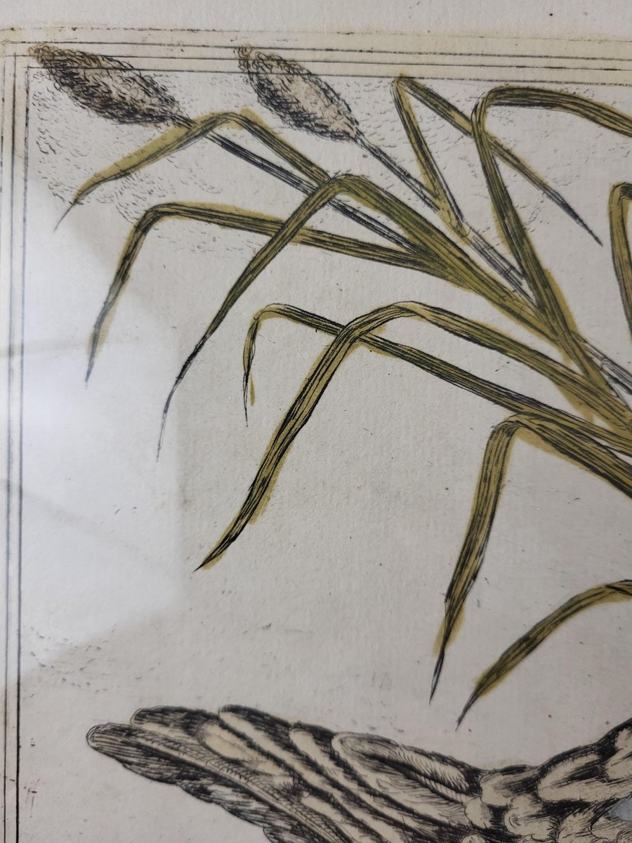 Magdalena Bouchard, Falcon, 18th Century, Engraving for sale at Pamono