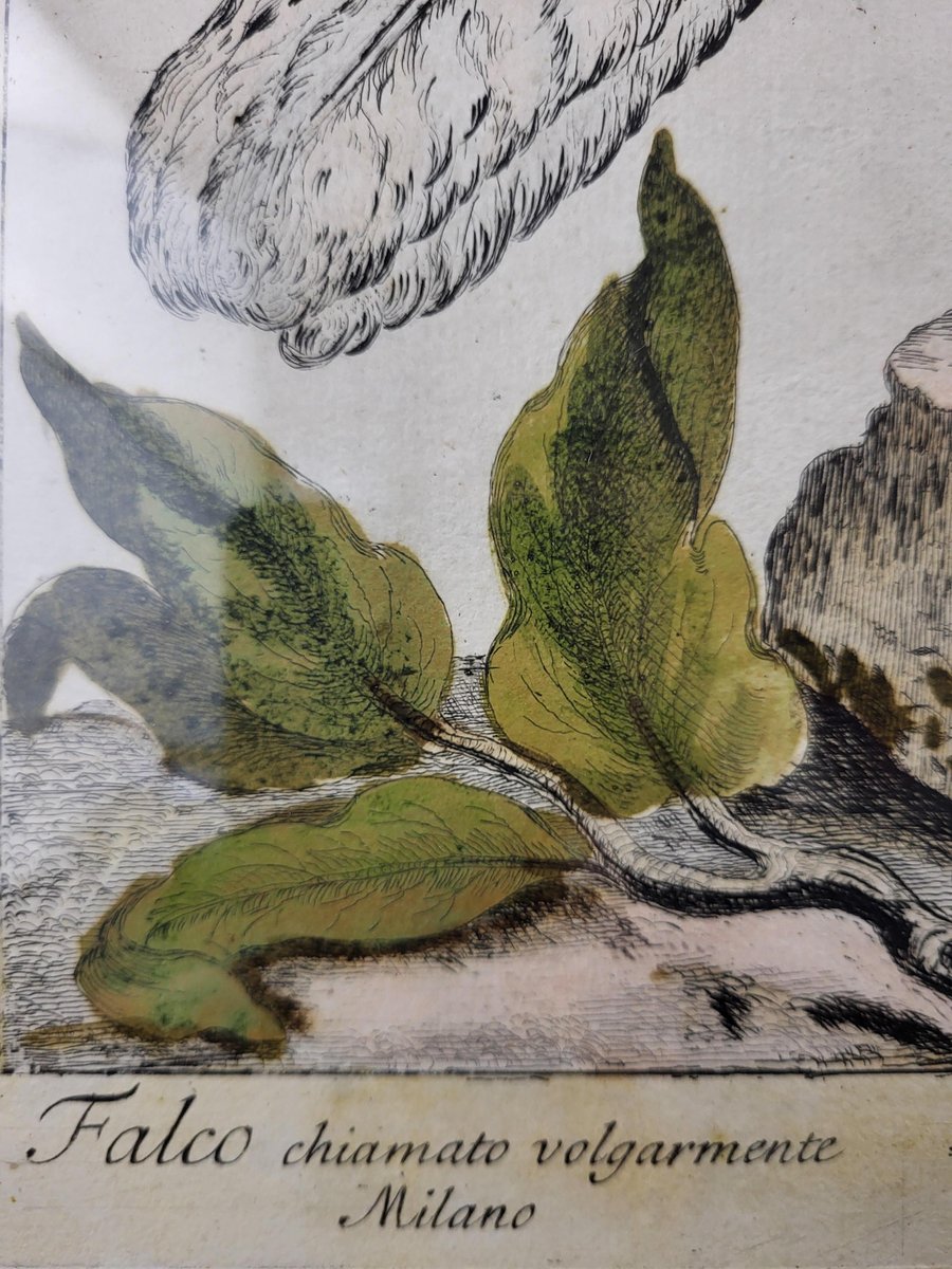 Magdalena Bouchard, Falcon, 18th Century, Engraving for sale at Pamono