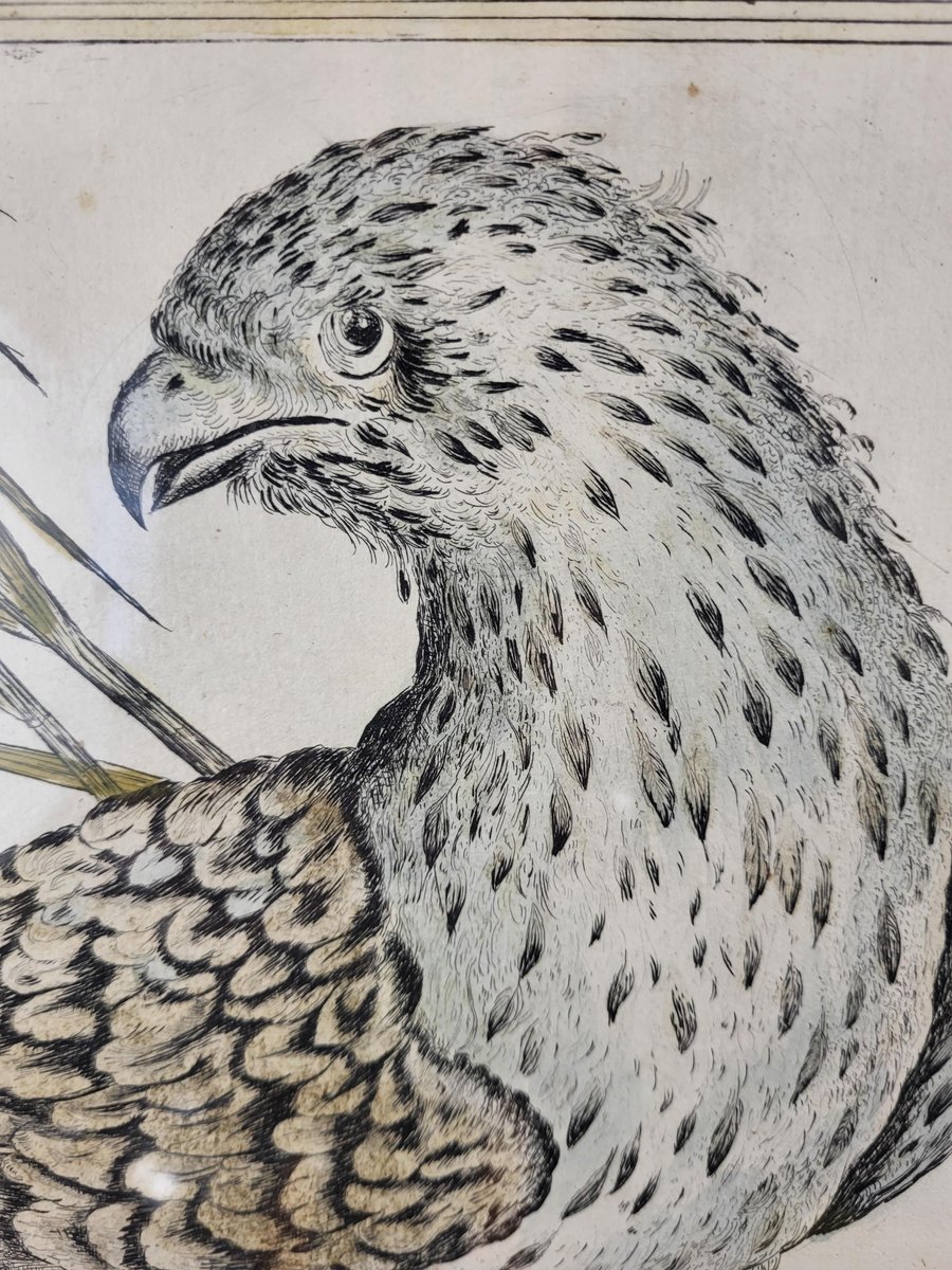Magdalena Bouchard, Falcon, 18th Century, Engraving for sale at Pamono