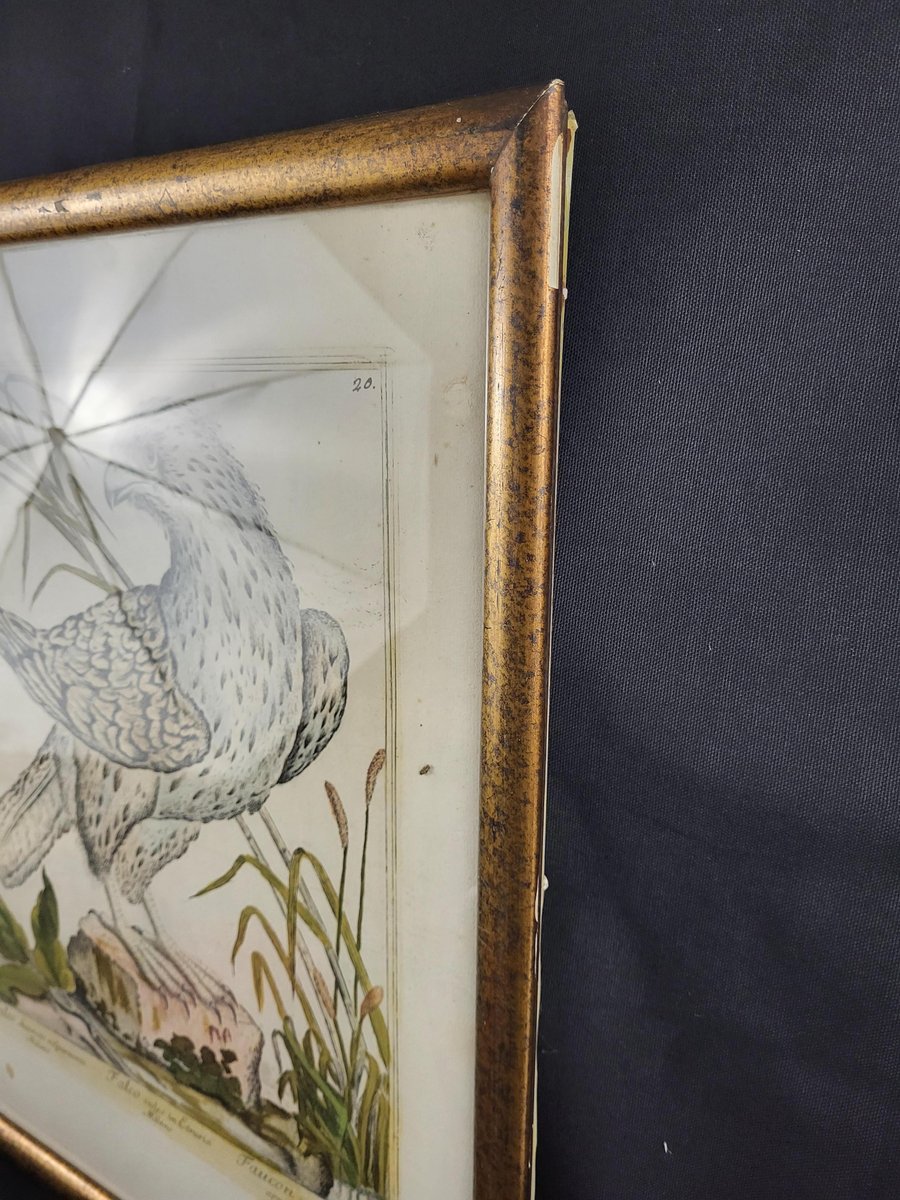 Magdalena Bouchard, Falcon, 18th Century, Engraving for sale at Pamono