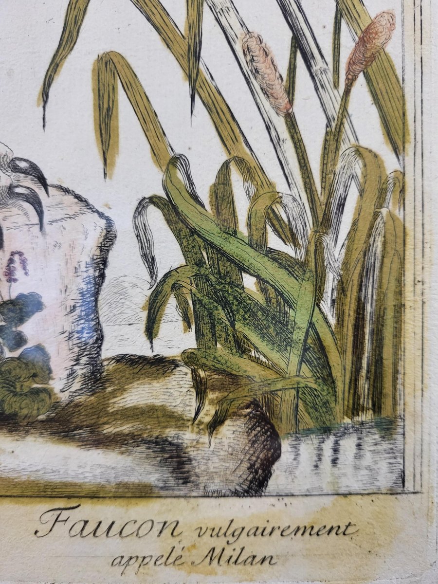 Magdalena Bouchard, Falcon, 18th Century, Engraving for sale at Pamono