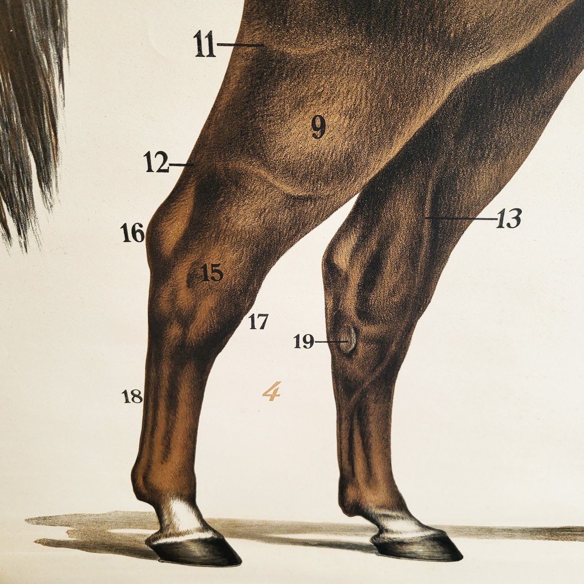 Mid-Century Lithographic Horse Wall Chart, 1960s for sale at Pamono