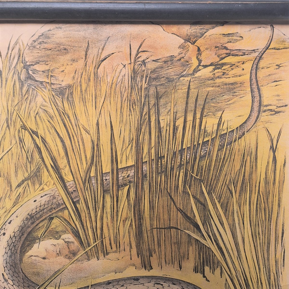 School Poster Snake, 1940s for sale at Pamono