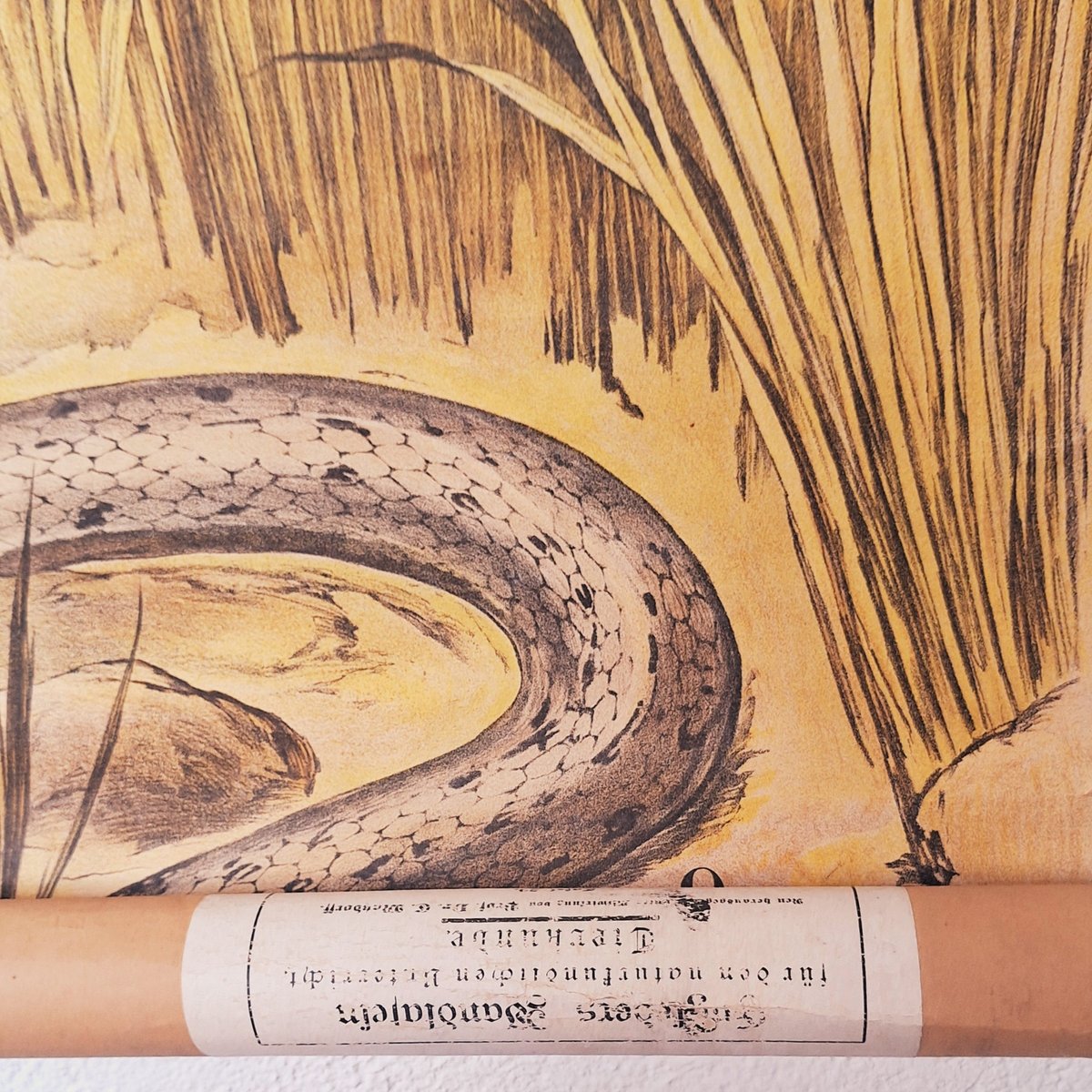 School Poster Snake, 1940s for sale at Pamono