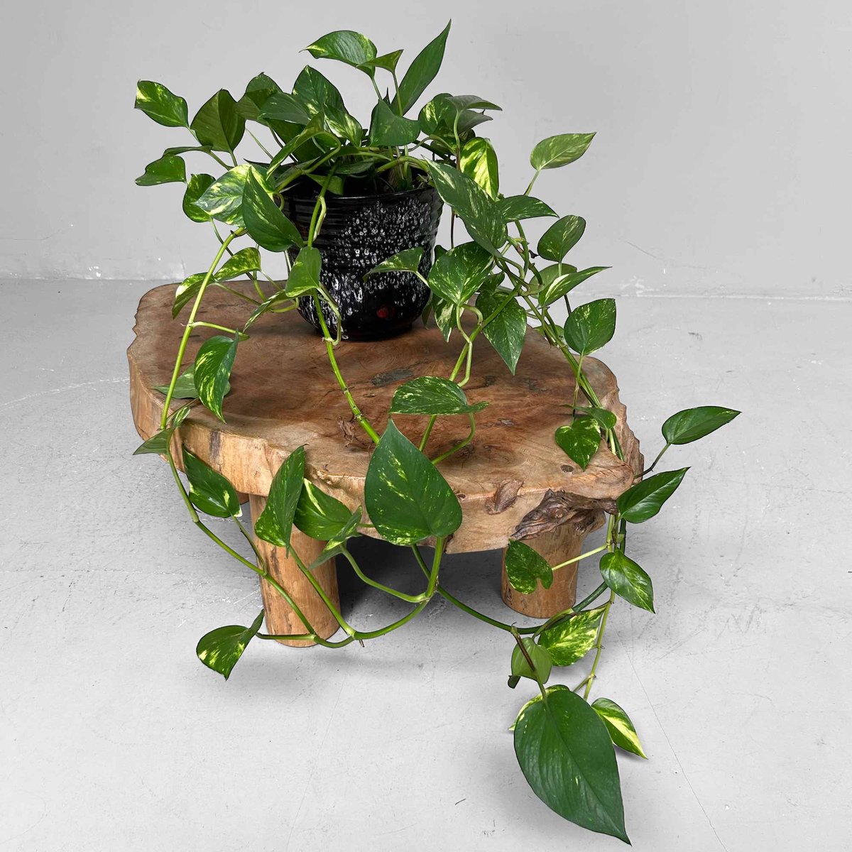 Japanese Log Table, 1950s for sale at Pamono