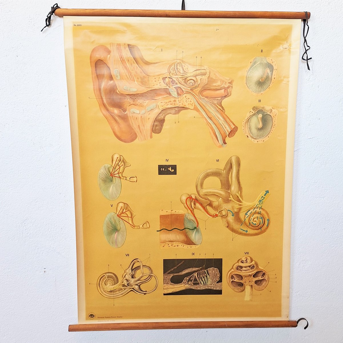 Vintage Training Poster of the Ear, 1930-1940 for sale at Pamono