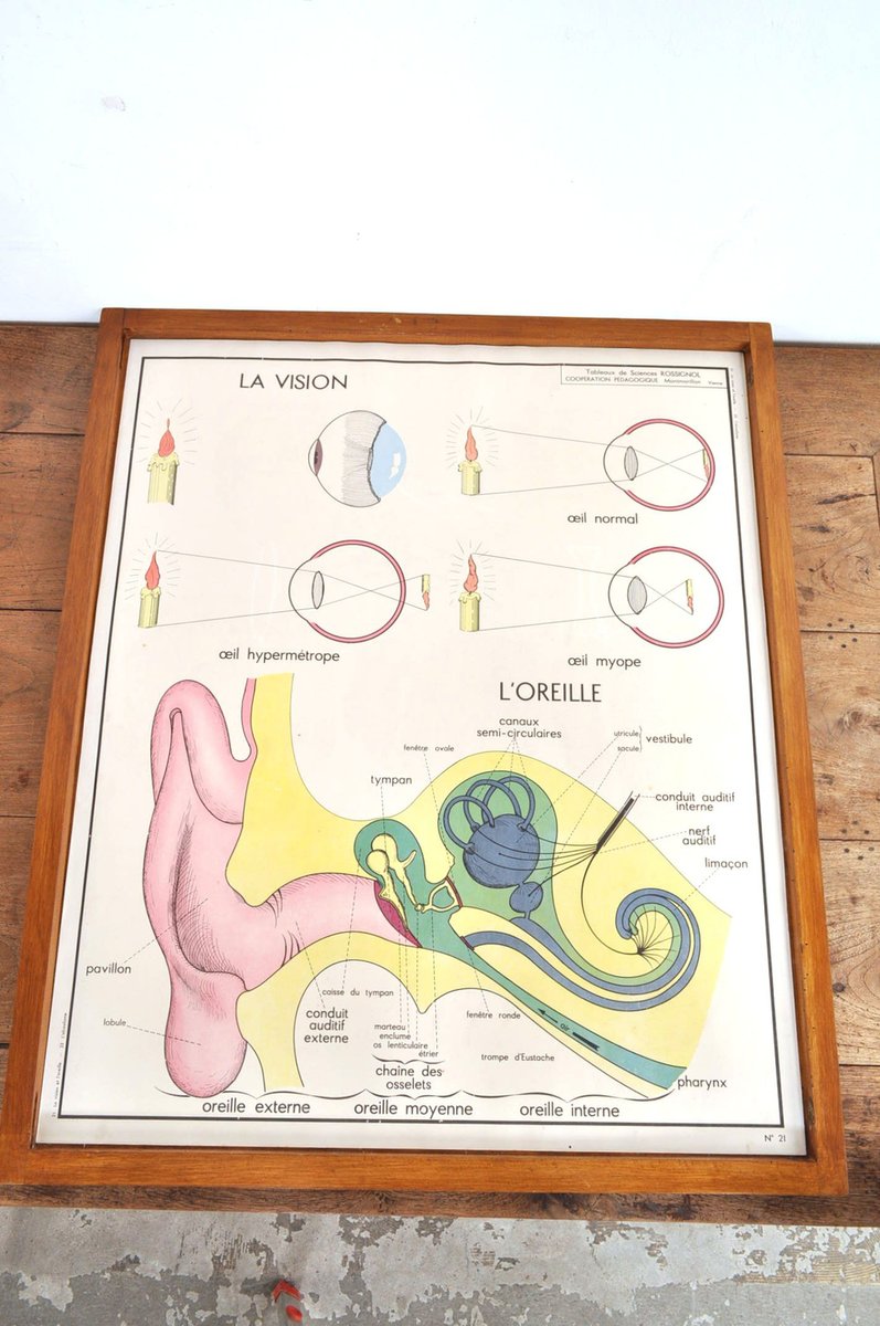 Vintage Double Sided School Posters in Frame of the Human Body, 1950s for sale at Pamono
