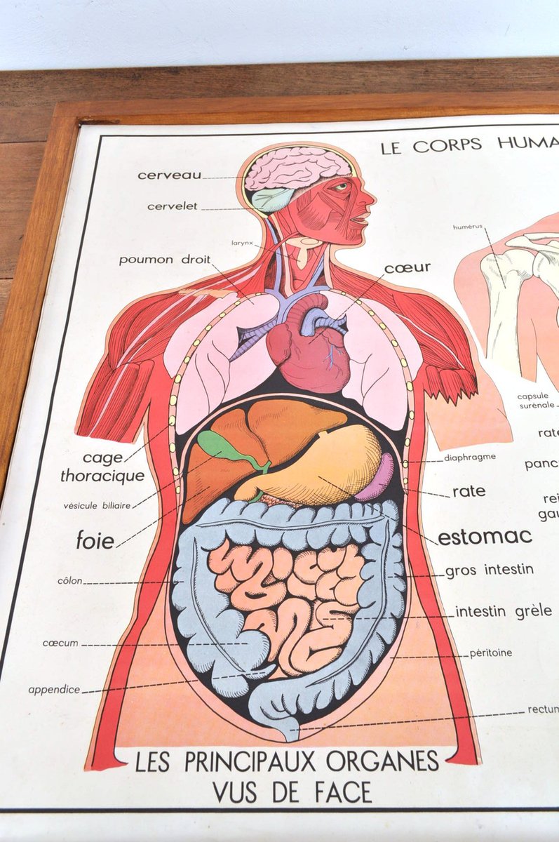 Vintage Double Sided School Posters in Frame of the Human Body, 1950s ...