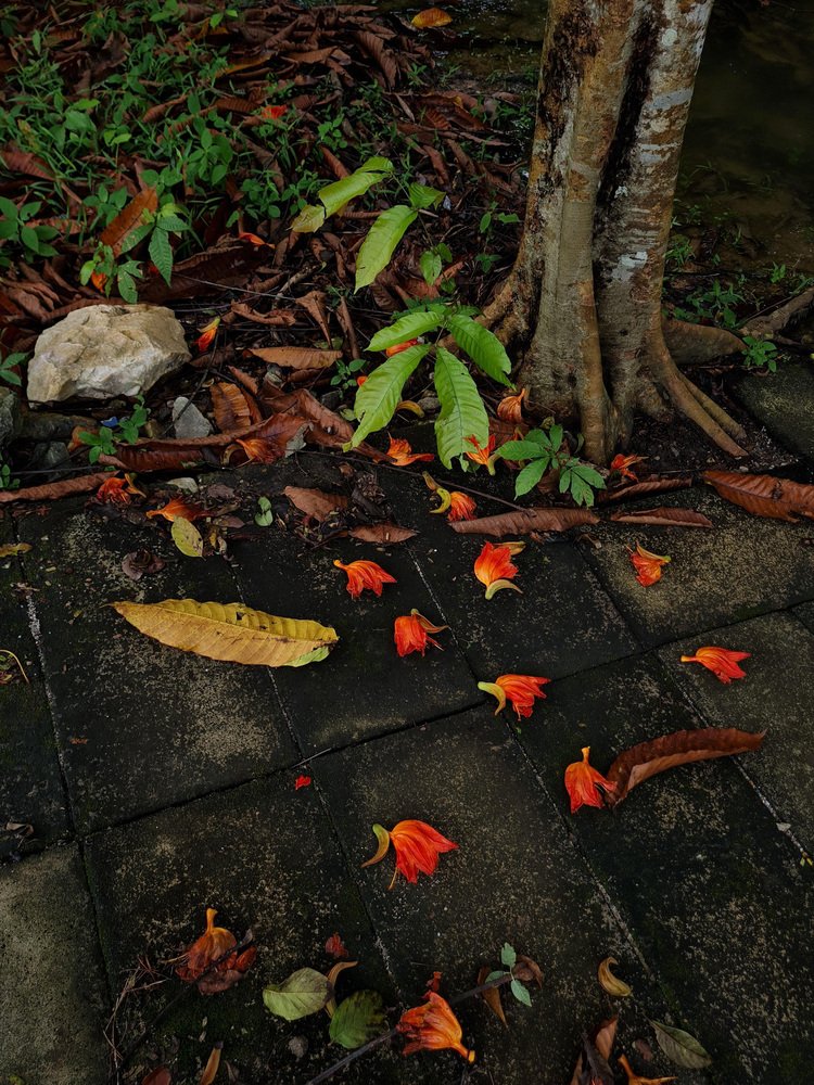 Jess Hon, Pretty Littered Walkway, 2021, Photographic Print for sale at ...