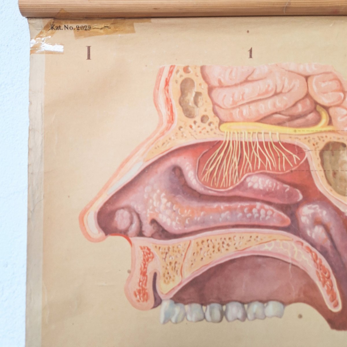Vintage Teaching Board Tongue & Nose, 1950s for sale at Pamono
