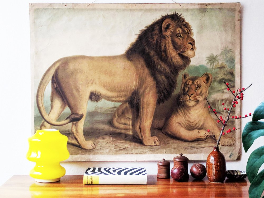 Antique Lion & Lioness Original Educational Wall Chart by A. Pichlers ...