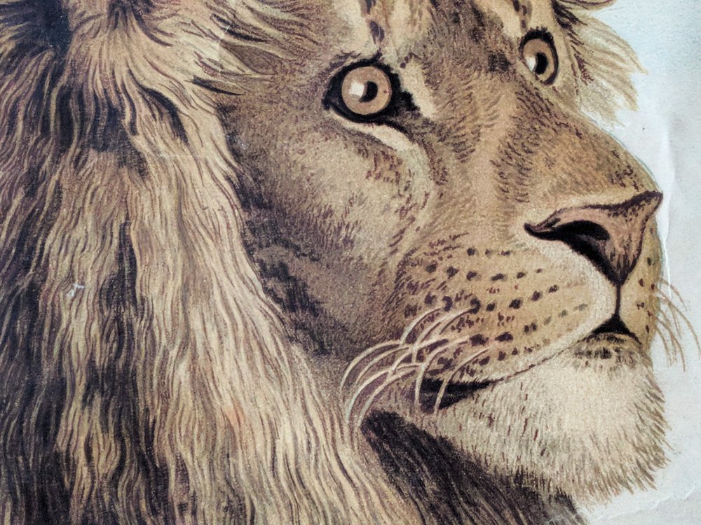 Antique Lion & Lioness Original Educational Wall Chart by A. Pichlers ...