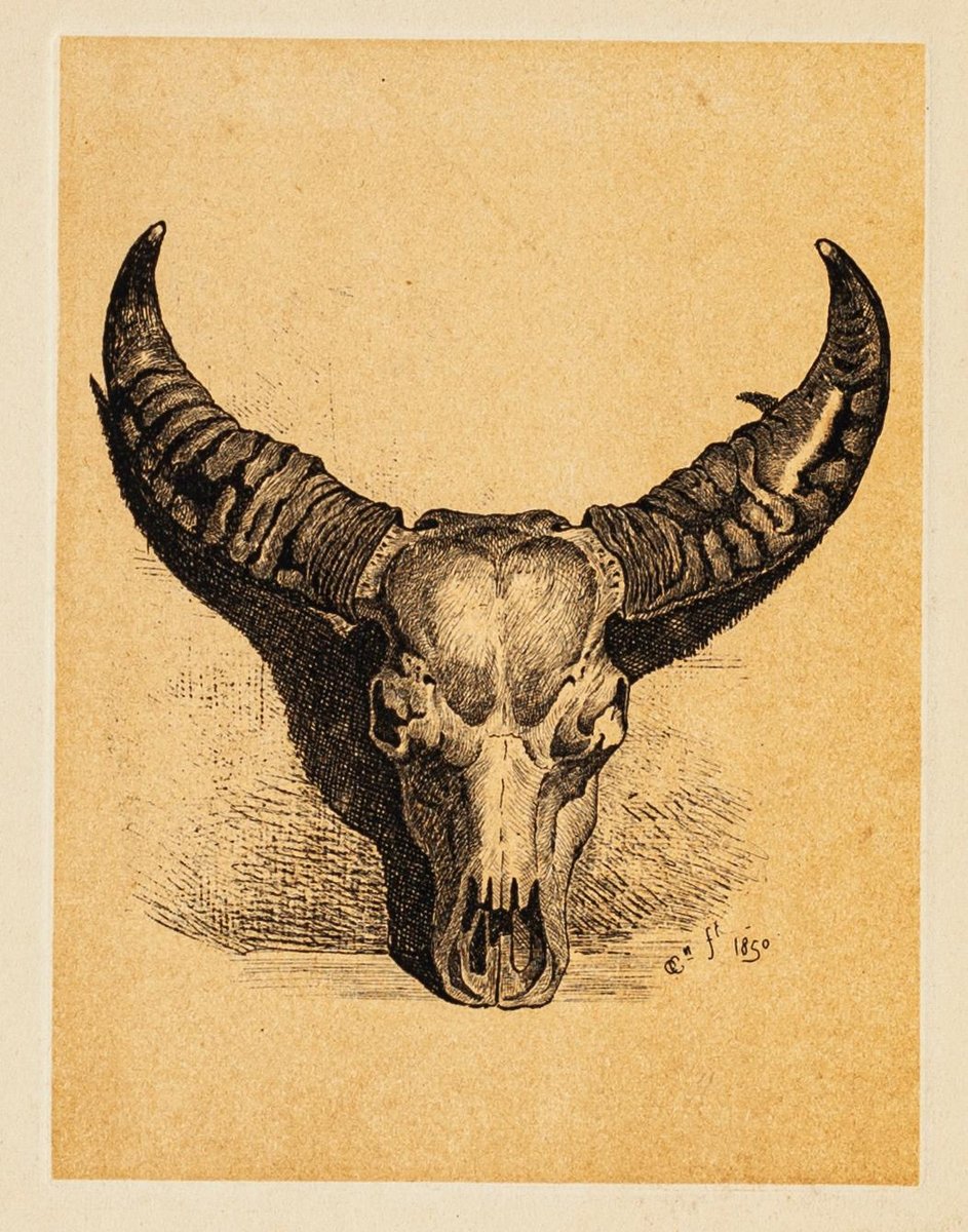 Carlo Coleman, Buffalo Skull, Lithograph, 1850 for sale at Pamono