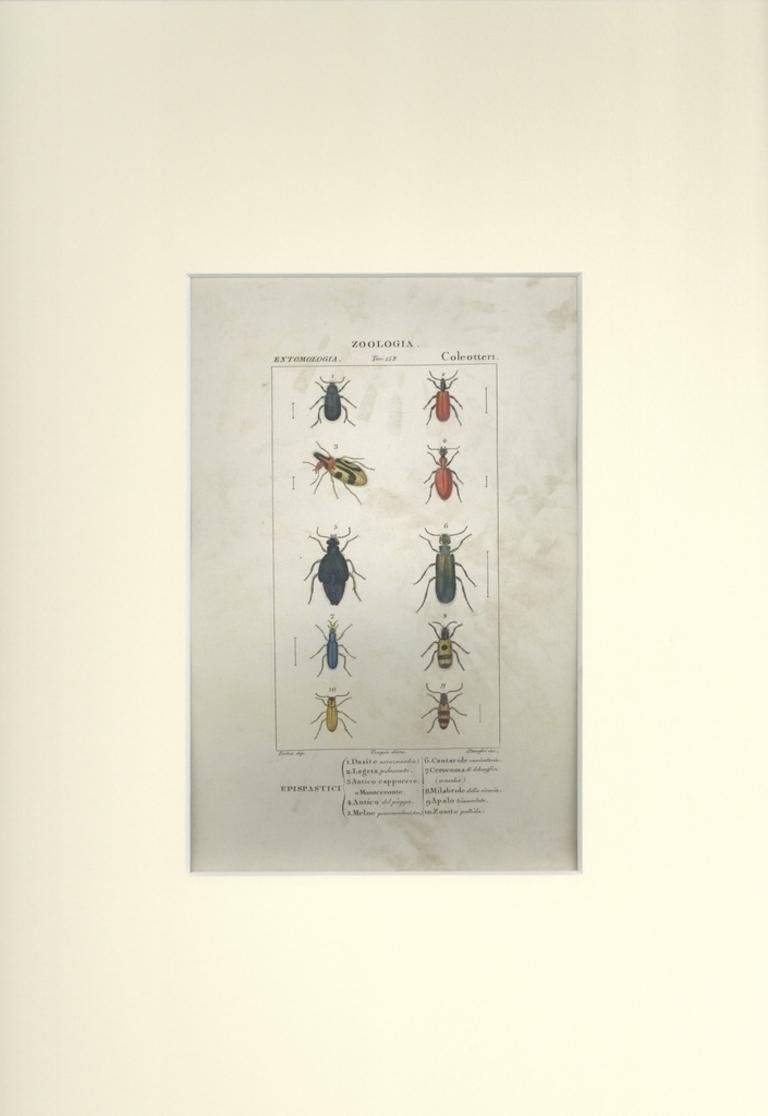 Pierre Jean François Turpin, Coleoptera Zoology Plate 153, Etching ...