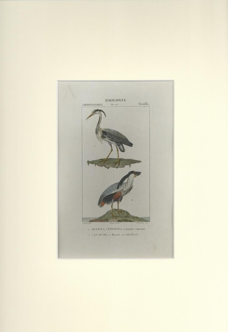 Pierre Jean François Turpin, Grallae, Etching, 1831 for sale at Pamono