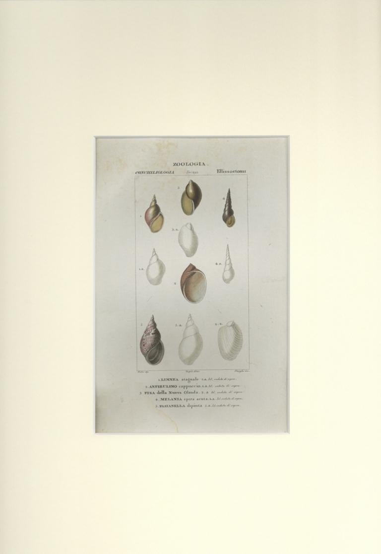 Pierre Jean François Turpin, Ellissostomi, Etching, 1831 for sale at Pamono