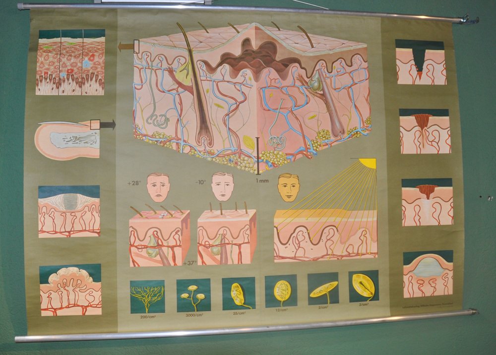 German School Print in Leather Edition, 1981 for sale at Pamono